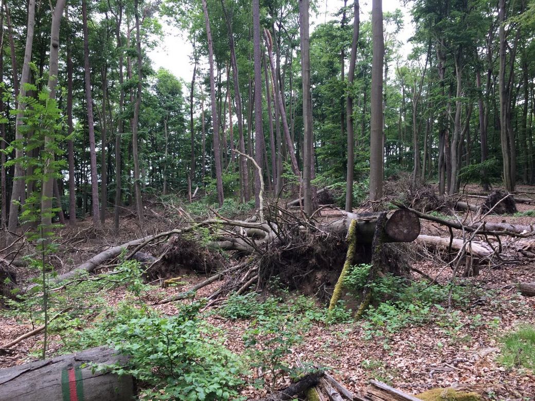 Kohlendioxidentzug durch Aufforstung – Klimawandel